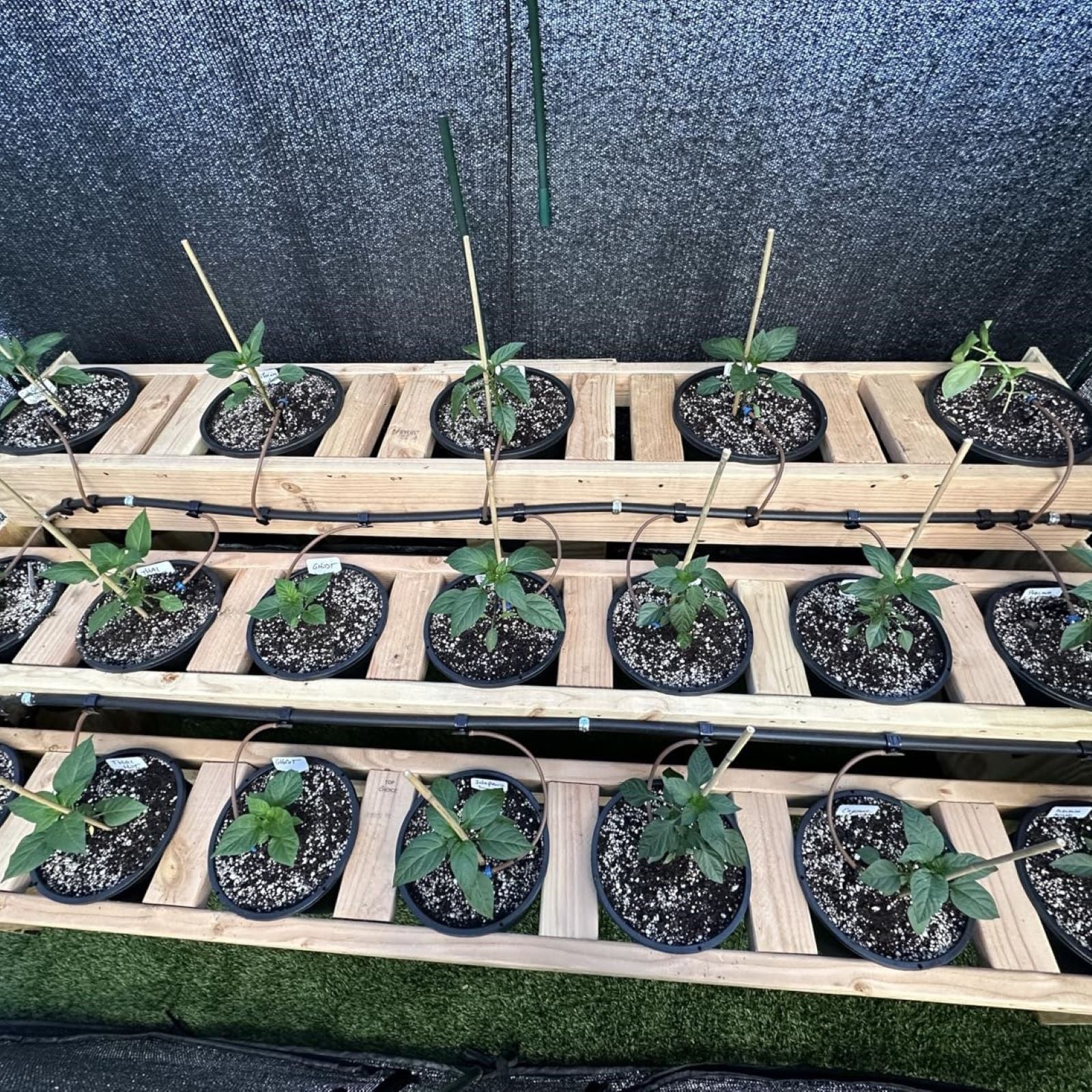 SHADE Crop Protection Cage - Large – mazeproducts